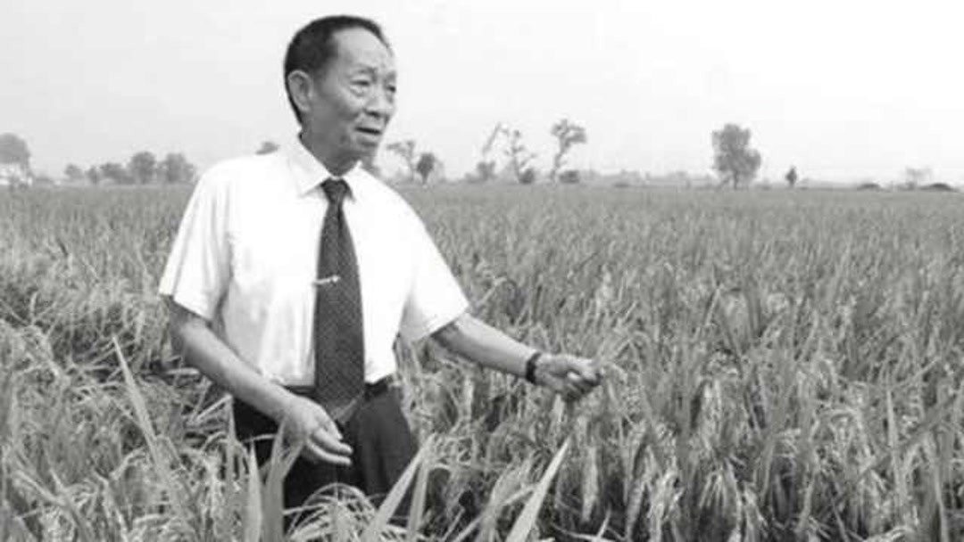 袁隆平回忆育种关键瞬间:失望之后突然来了灵感