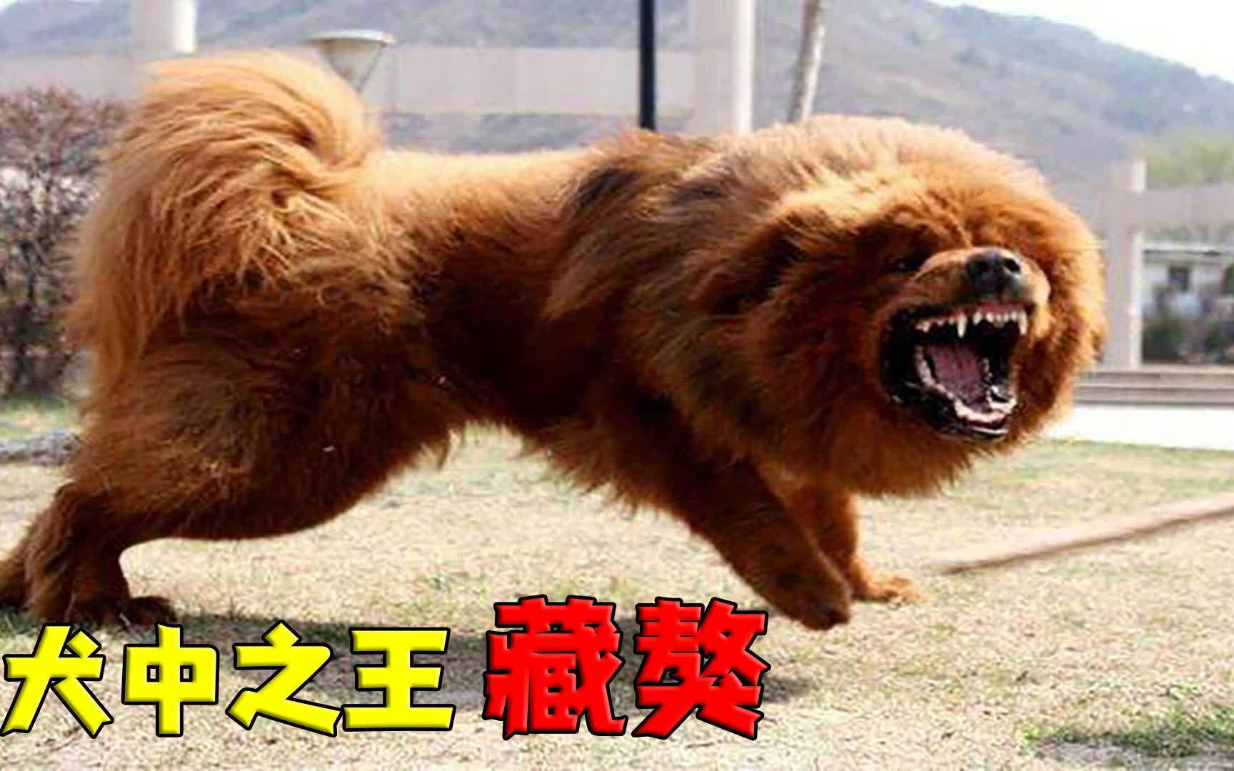 为什么富人都爱养藏獒?看完这个视频才知道,犬中之王...