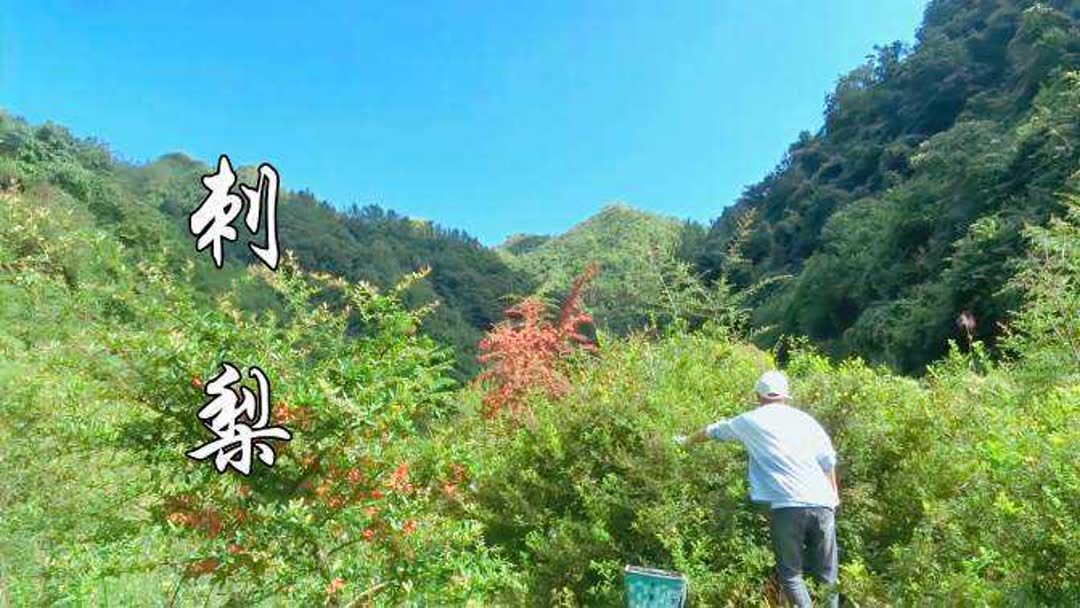 深山里的野生刺梨成熟了,摘一些回来做刺梨果脯,满满的童年味