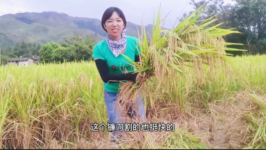 这人工收稻谷画面,有没有让你想起什么