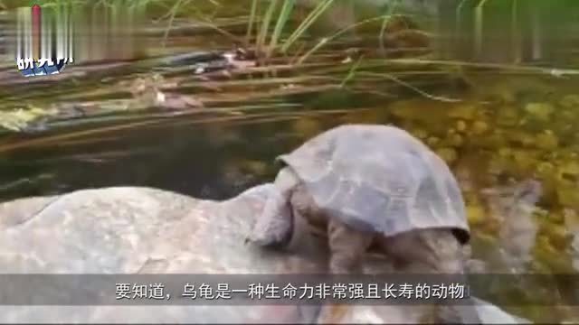 中国古代的井里为啥都要养只乌龟?看完才知古人的套路深