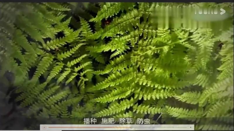 小学 四年级 综合实践 0409 跟着节气去探究 吴颖