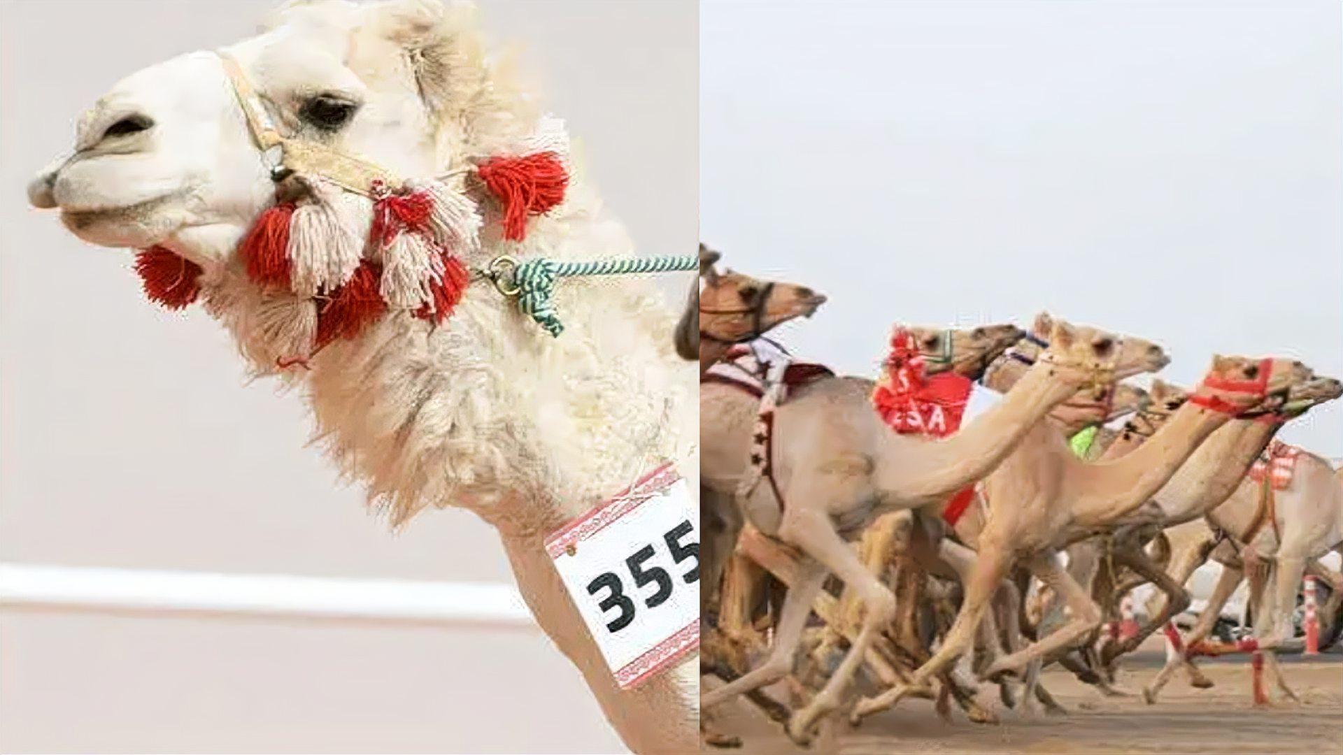 骆驼选美胜者将获4.2亿奖金!结果43头骆驼因整容过度被退赛罚款