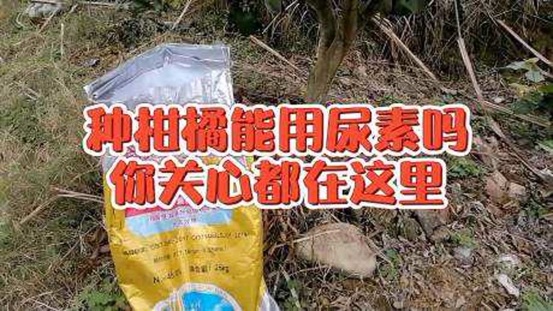 种柑橘花期能用尿素吗,孢酶尿素在柑橘花期使用方法
