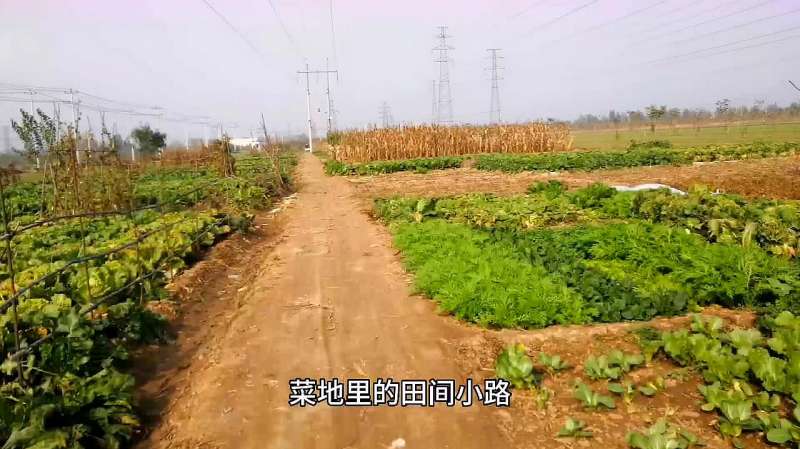 秋高气爽美丽的劳动者,农民的我们下地拔萝卜,简单的农民生活