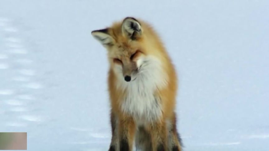 狐狸腾空一米钻入雪地觅食,动作迅猛敏捷!还有这操作?