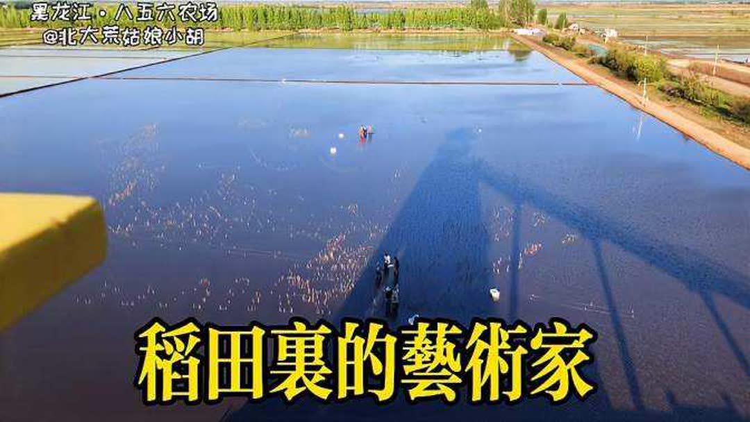 北大荒人真会玩,水稻田里画画,会不会震撼