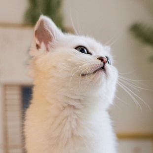 花花与三猫CatLive 