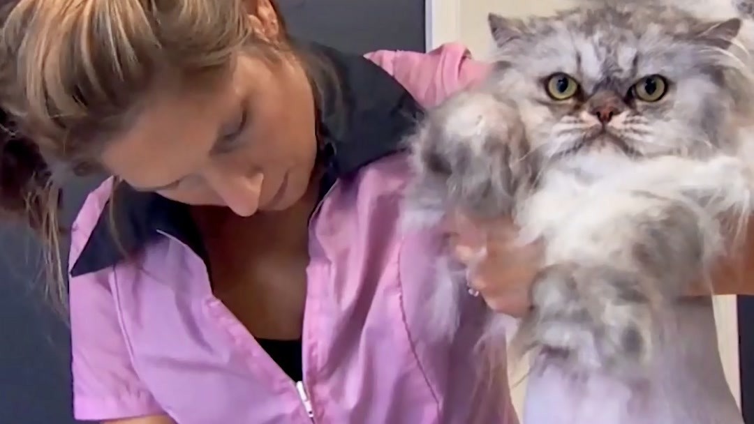 如何给猫修毛?猫咪美容师现场教学,猫咪:花里胡哨