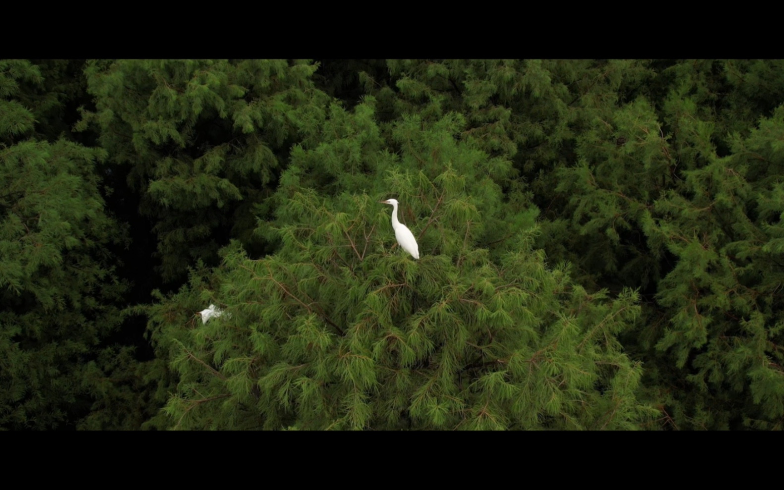 #森林和鸟#请横屏观看