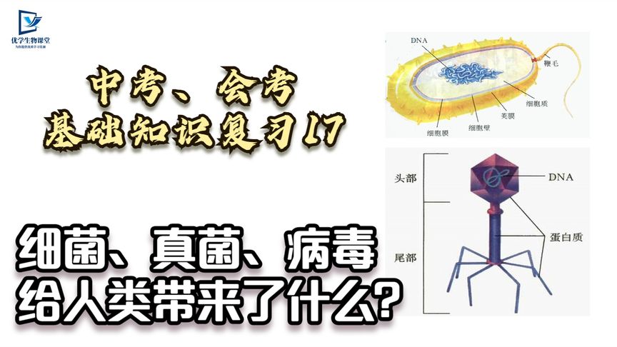 中考、会考基础知识复习,论细菌真菌病毒,它们给人类带来了什么