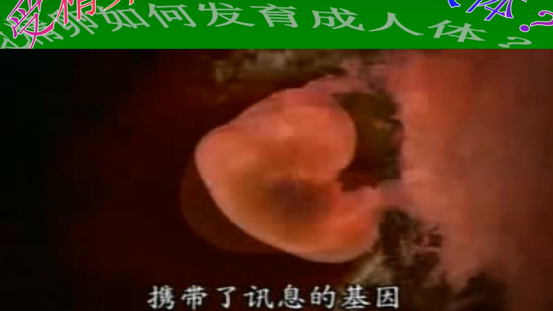 中考生物结业系统复习之生物体的结构层次1