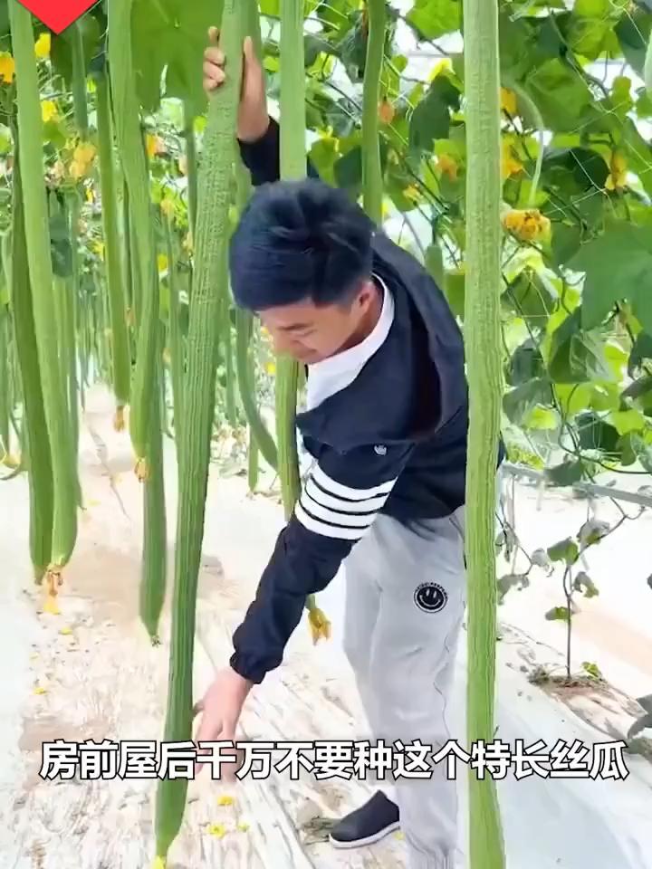 【绿意盎然】特长丝瓜种子 - 让您的 菜园生机勃勃 简介:
让【绿意...