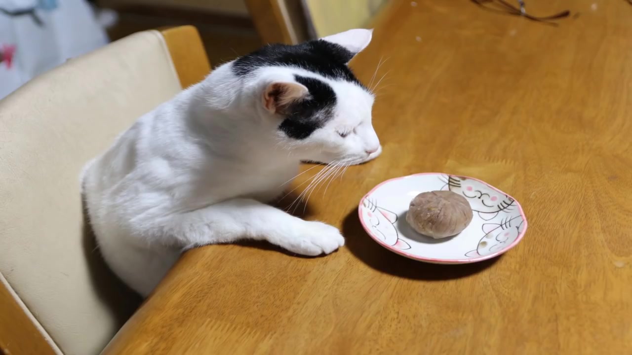 【猫叔】20191020 しろと栗の皮むき Peel chestnut