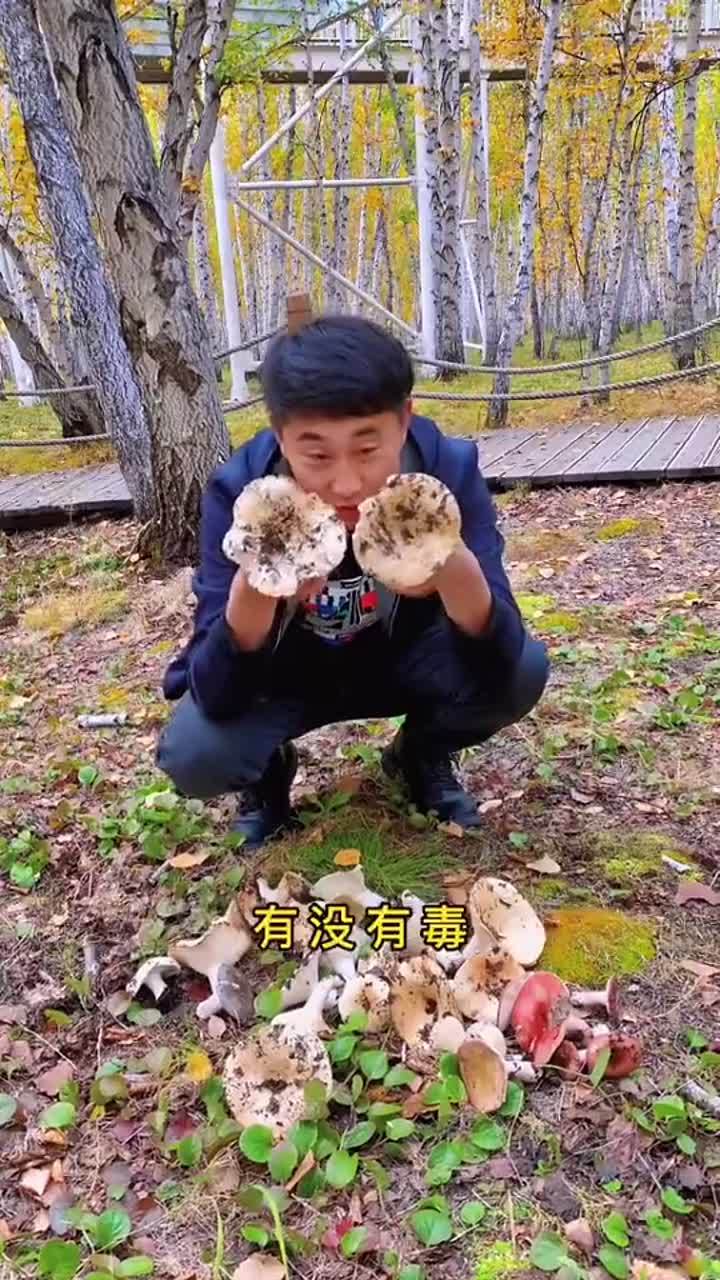 秋天的白桦林,美也就算了,还有这么多蘑菇