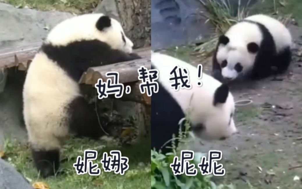 娜娜:妈,我腿短上不去!妮妮:拉粑粑呢没空理你(大熊猫妮娜)
