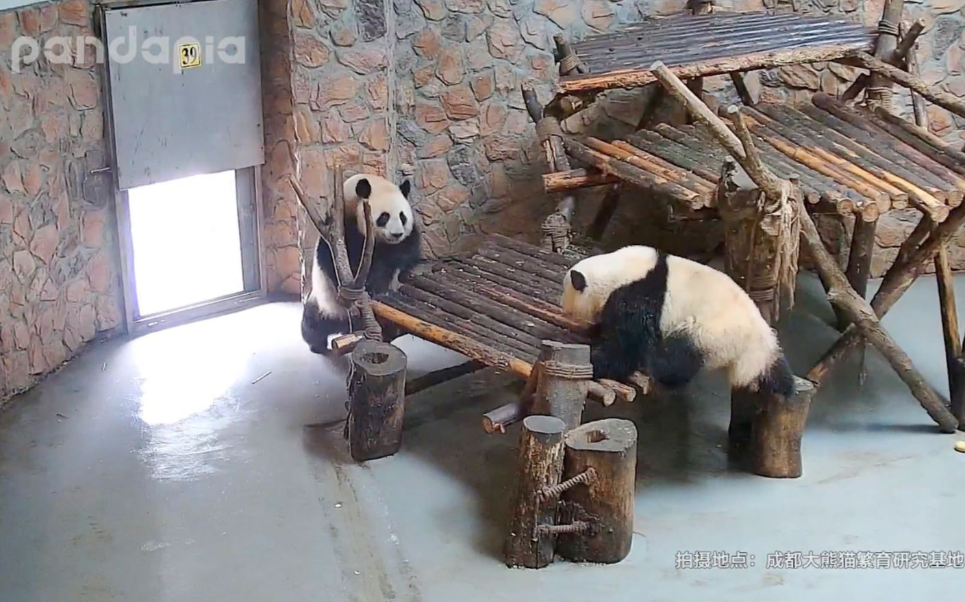 确认过眼神,就是怼的熊