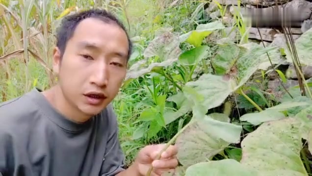 农村这种植物:蛇头草,被蛇咬伤,根有大用,了解一下
