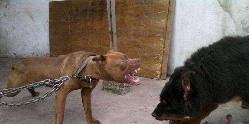 纯种藏獒VS战神比特犬:真正的藏獒凶猛无比,瞬间秒杀比特犬啊!