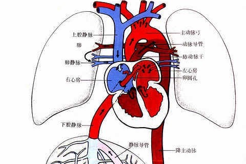人体的血液循环系统