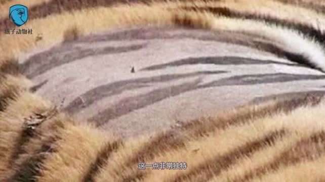 为什么老虎剃了毛之后,皮肤表皮还会有纹身?而其他动物就没有
