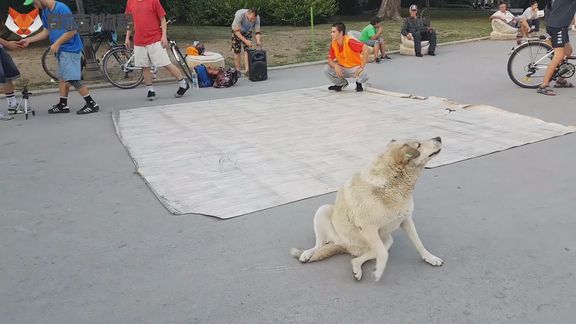 狗狗发现街上有人跳舞,走过去模仿起来,众人纷纷鼓掌
