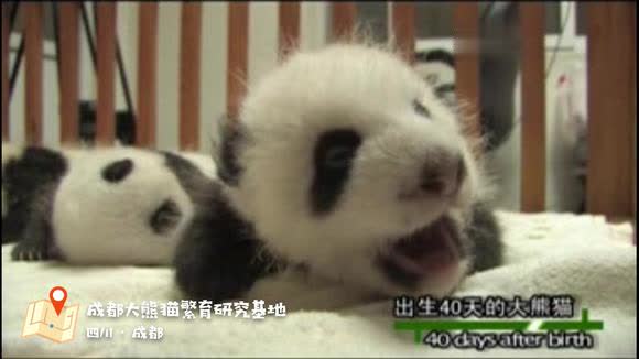 我们可爱的国宝大熊猫,刚出生的时候你知道长什么样子吗?