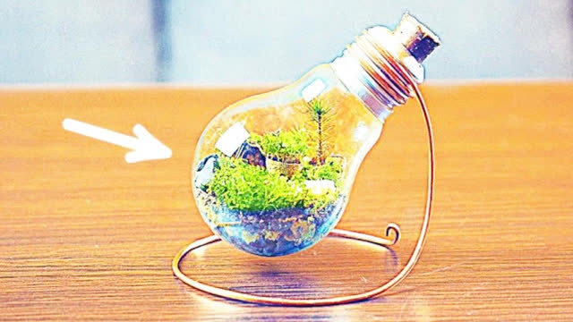 牛人教你做个小生态瓶,放书桌旁很好看,陶冶情操!