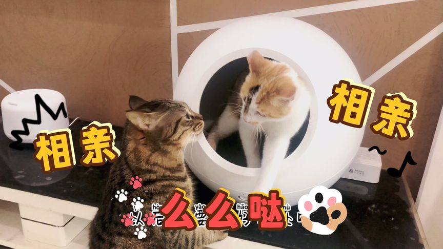 又一次爱心爆棚把流浪猫带回家!