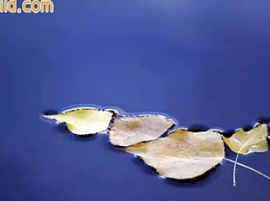 石狮市万祥实验幼儿园大班语言活动《落叶》