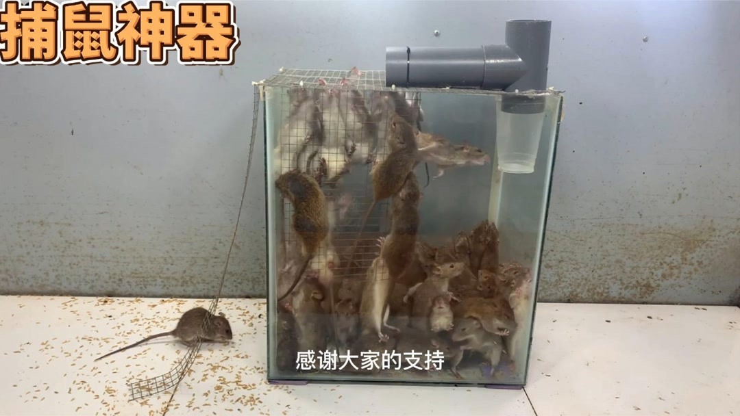 养家猫不抓老鼠,送人吧,捕鼠神器帮你抓老鼠一次捕获上白只老鼠