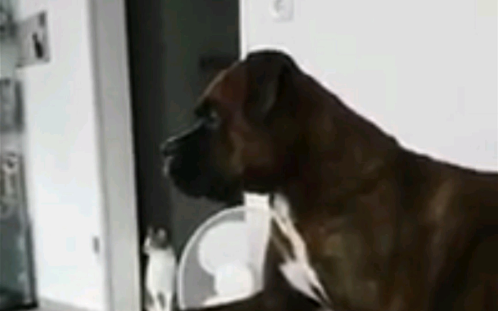 狗狗的模仿能力太强了!