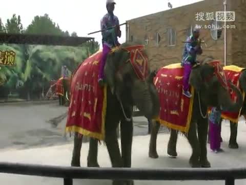 美伶的成长记录之生后1岁第8个月~美伶在大连森林动物园看大象表演-4