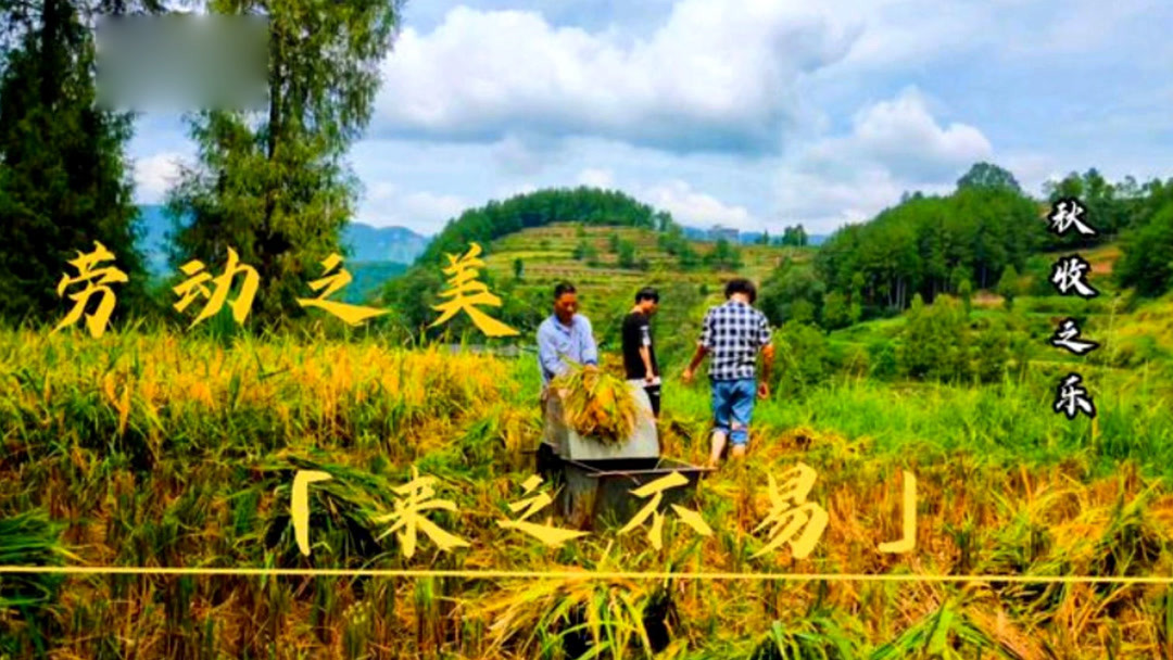 秋收之美,劳动之乐,一叶知秋~稻谷的一生
