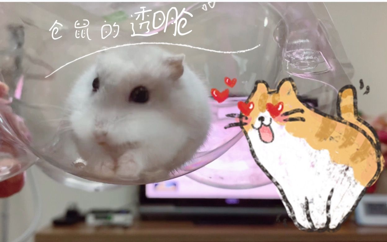 仓鼠观察日记 | 临时透明仓卖萌记