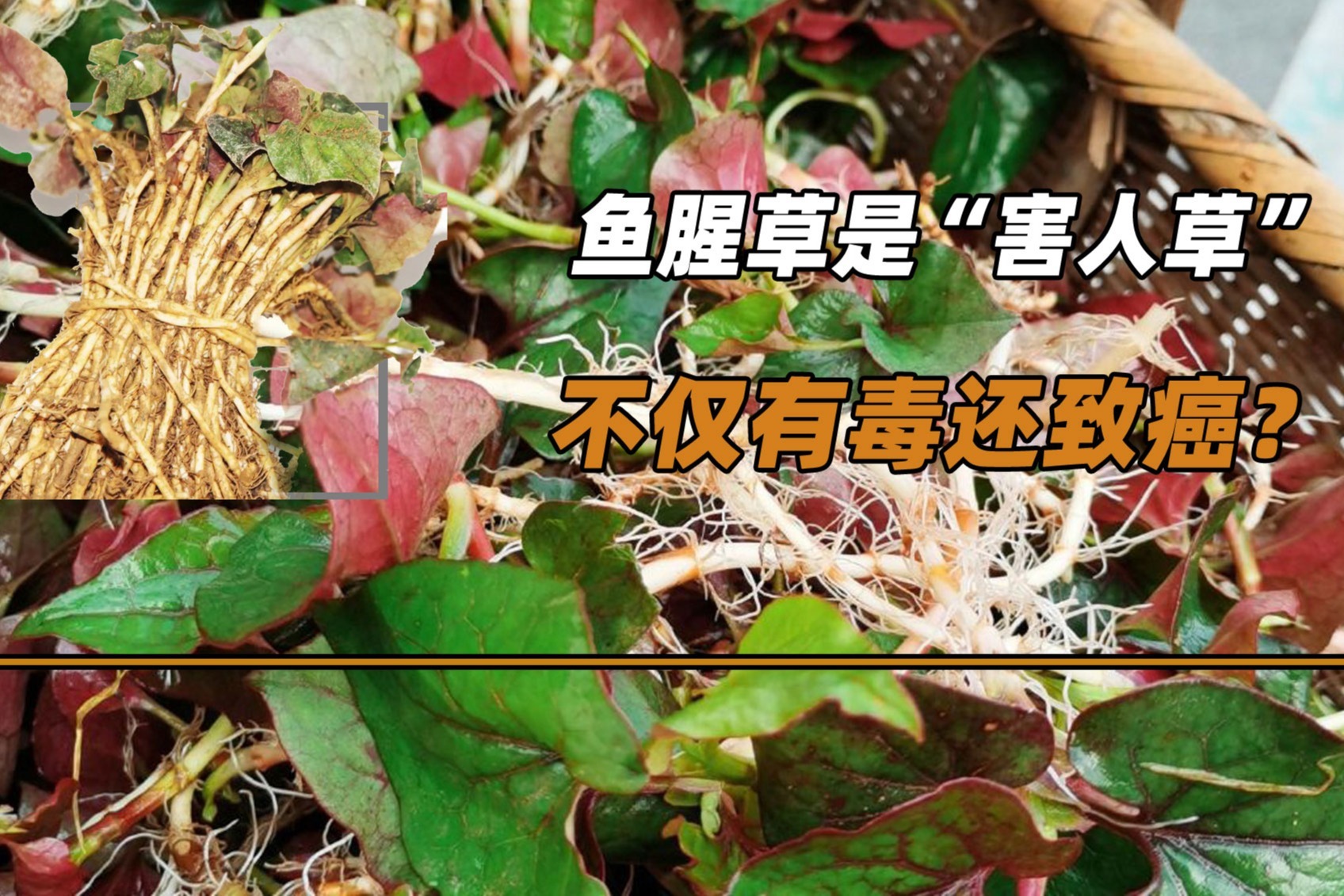 鱼腥草中含有致癌物,到底是真是假?鱼腥草还能吃吗?