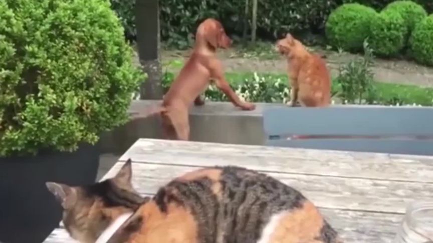 猫咪看到自家狗狗被打,气势汹汹帮忙干架,镜头记录全过程!