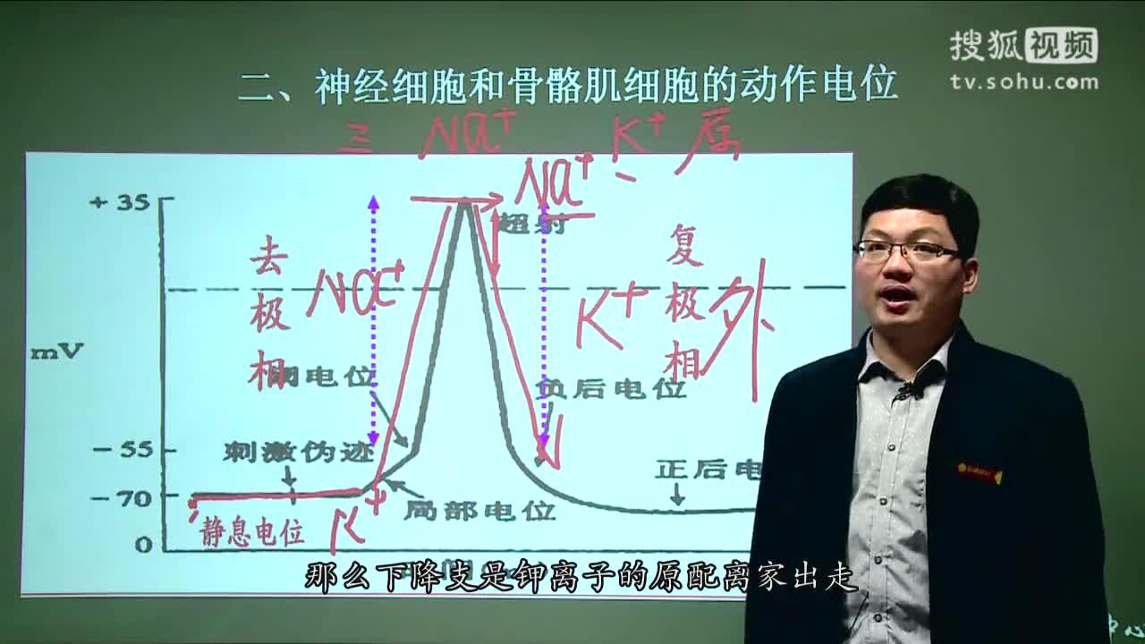 2016临床执业医师考试 第2讲 神经细胞和骨骼肌细胞的动作电位