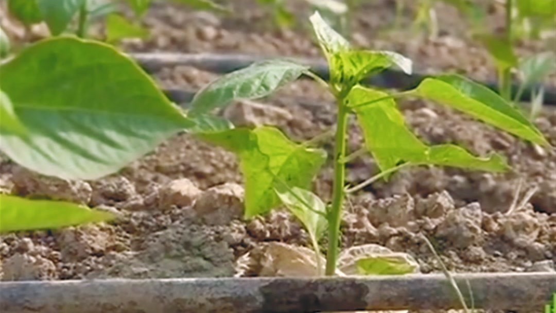 滴管技术好处多多 不仅能节水节肥省工 还能减少蔬菜病虫害的发生