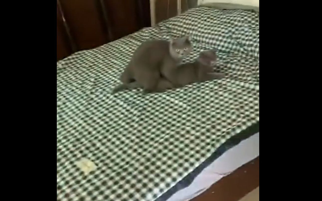 搞笑进行时:不好意思…打扰了!