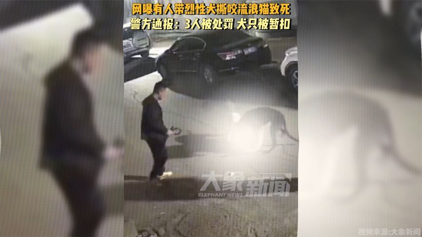 警方通报有人纵容烈性犬咬死流浪猫:3人被处罚,犬只被暂扣