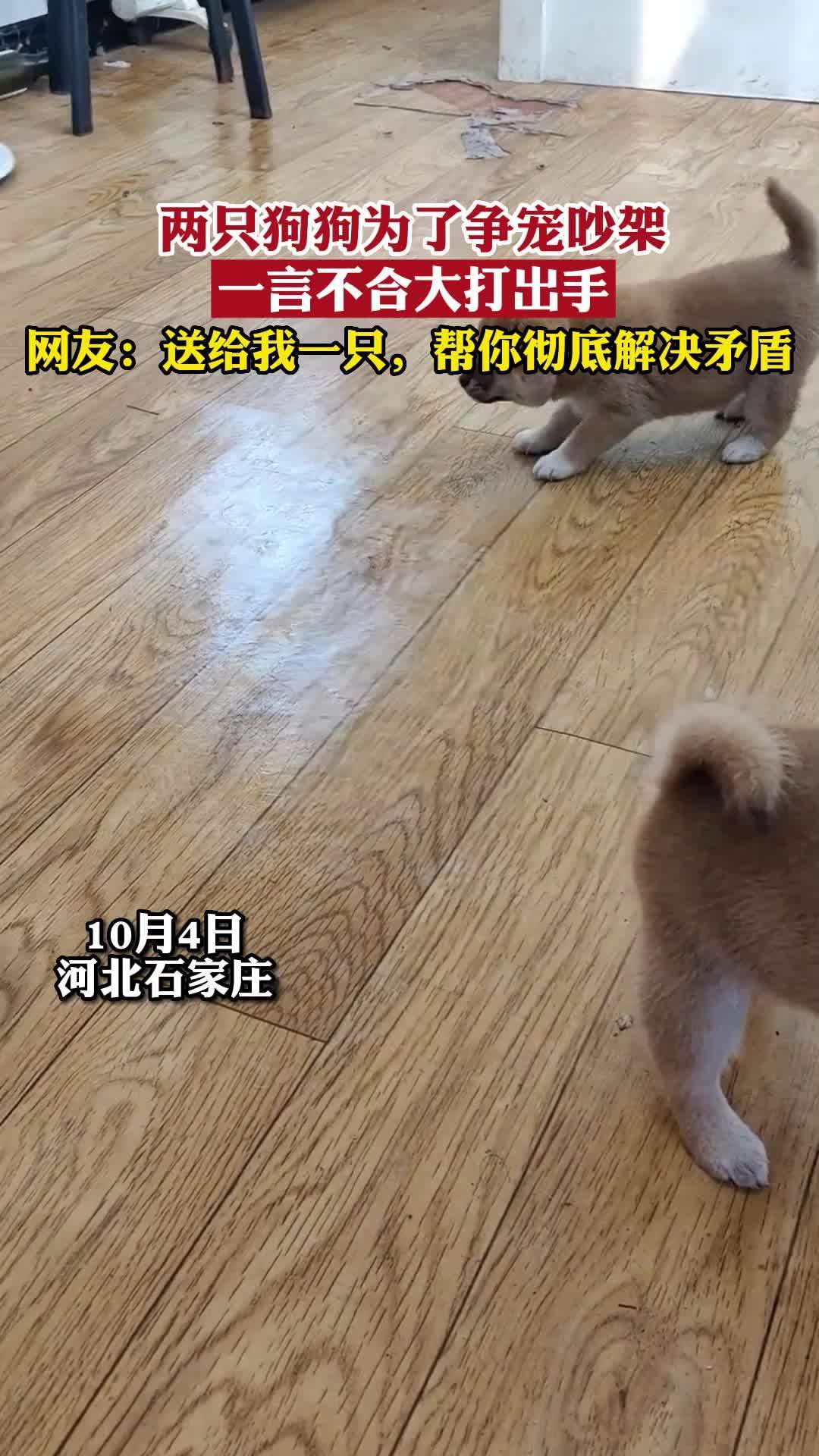 两只狗狗为了争宠吵架,一言不合大打出手。