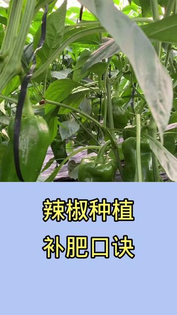 辣椒种植,补肥口诀!种植大棚记录三农智慧农业企业经营助推官