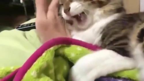 狸花猫,你们真的会撒娇吗?看我的表演