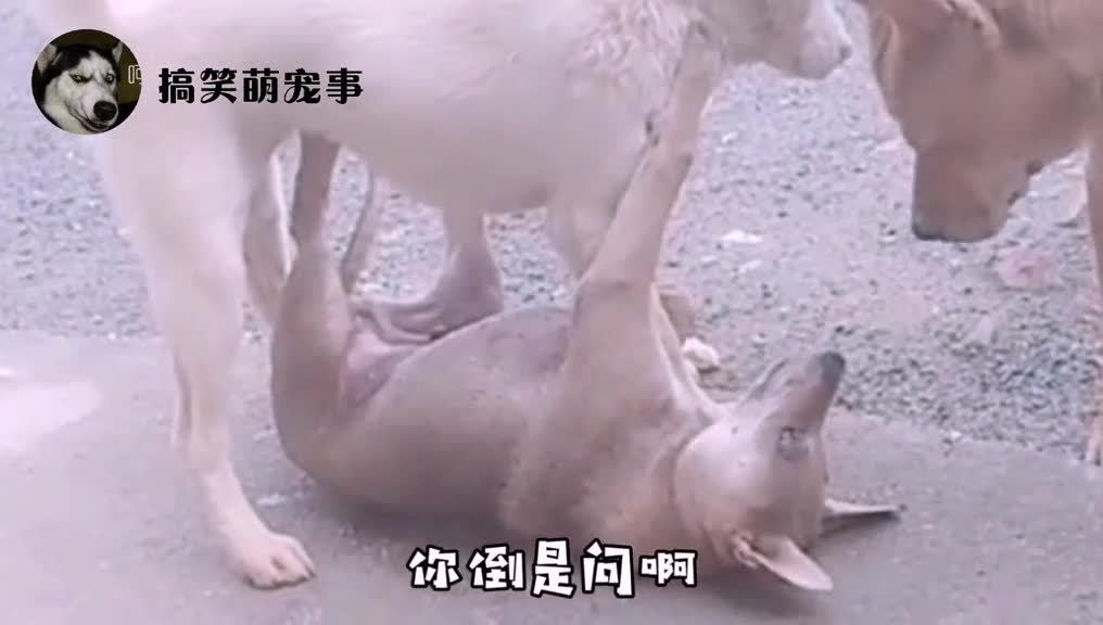狗子:虽然我不是人,但你是真的狗!