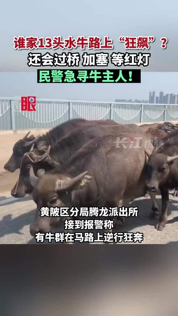 谁家13头水牛路上"狂飙"?还会过桥、加塞、等红灯,民警急寻牛主人!