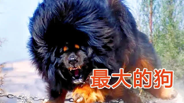 世界上最大的几种狗,个头太大,让人害怕!