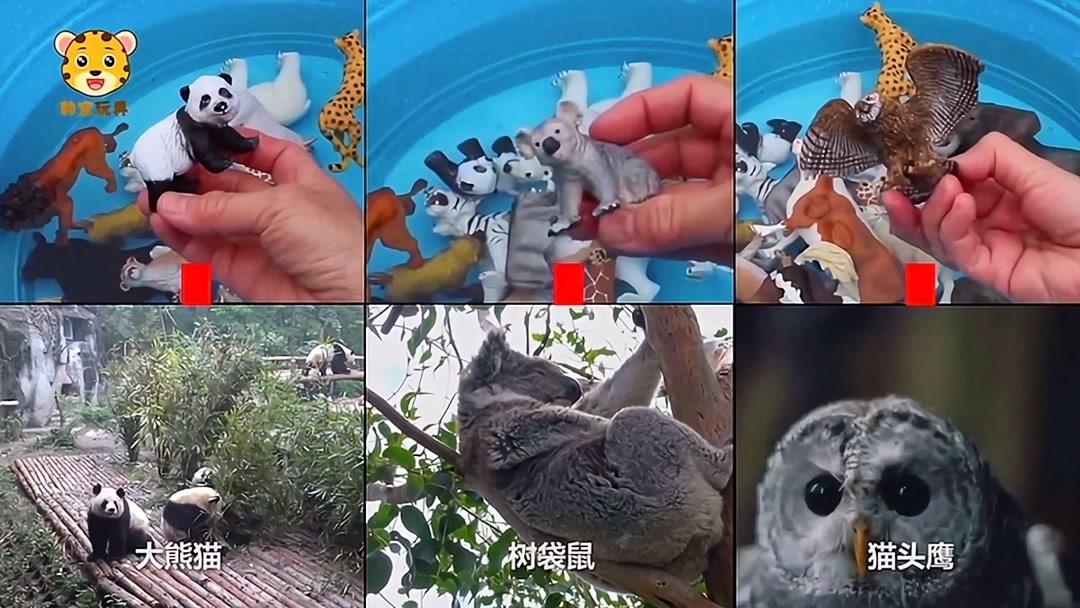 豹宝认识动物 认识大熊猫树袋鼠猫头鹰3个小动物