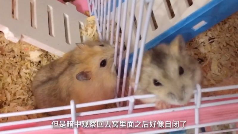 把小仓鼠骗到碗里来,结果仓鼠以为主人要吃掉它,最后伤心自闭了