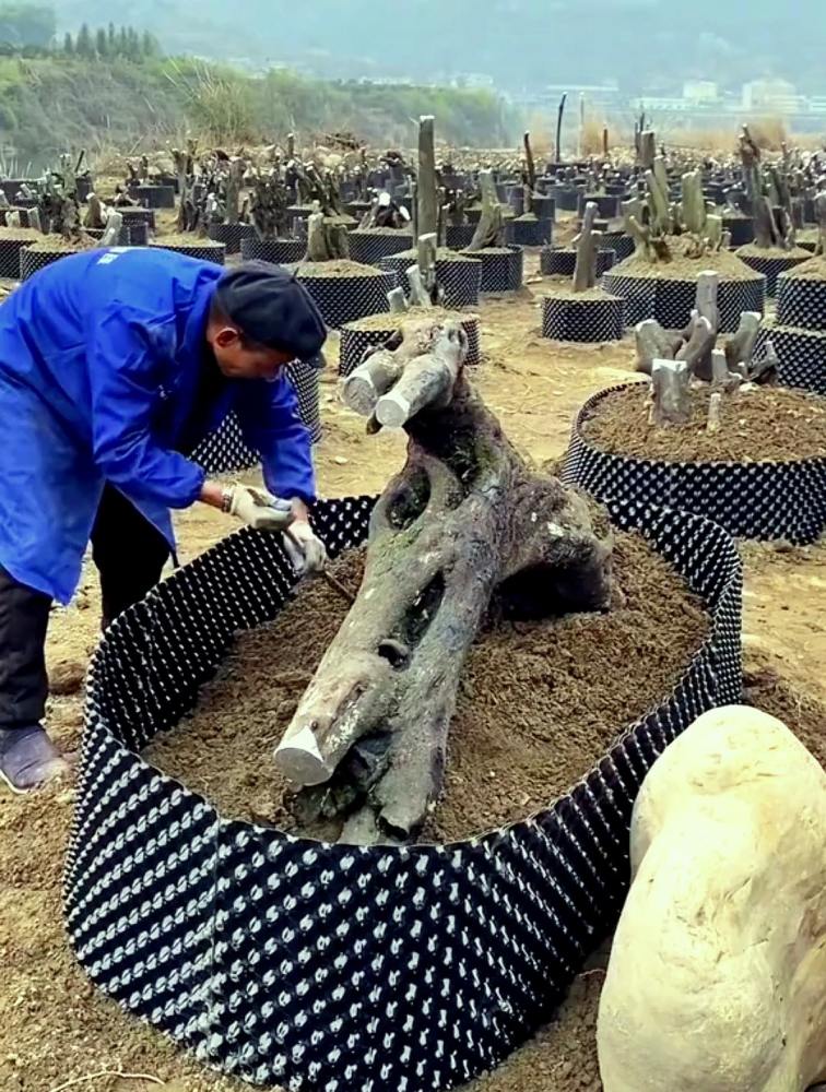 控根器的作用是什么?你家有在用吗?